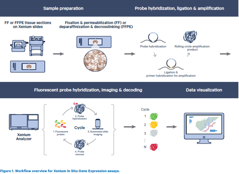 Xenium® Spatial Analyzer | BioChain Spatial Biology